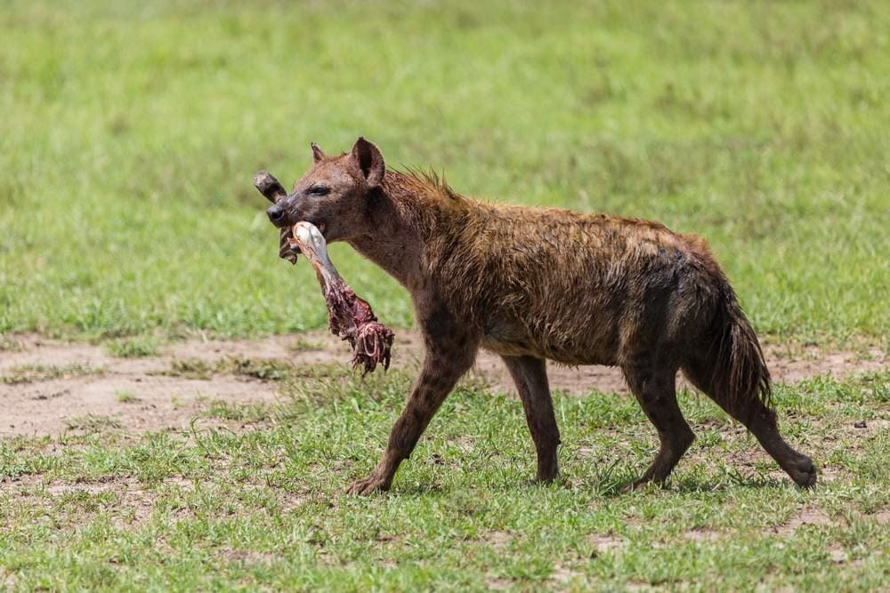 Hyena Birth Canal