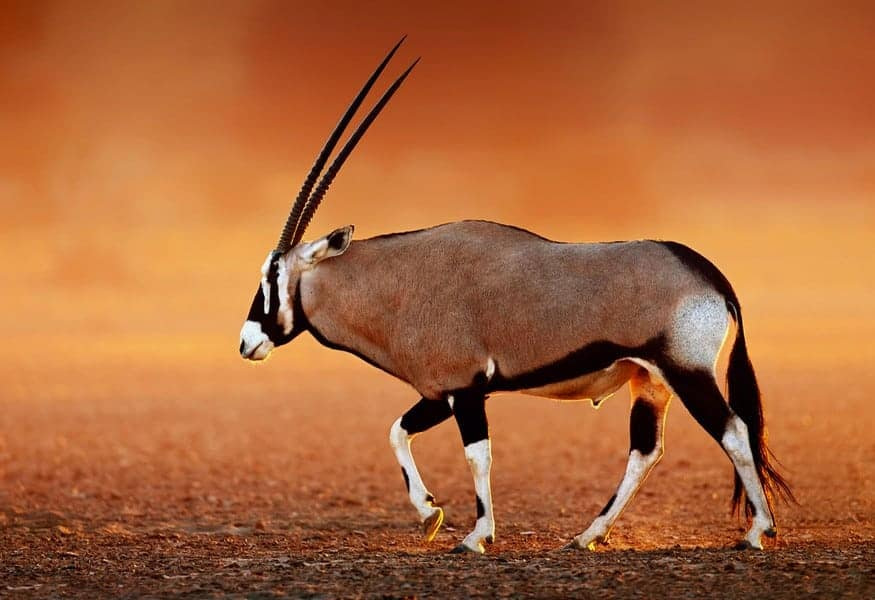 Big Horned Animals In Africa