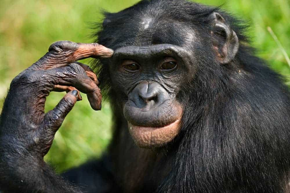 Most Intelligent Animals In The World Ranked