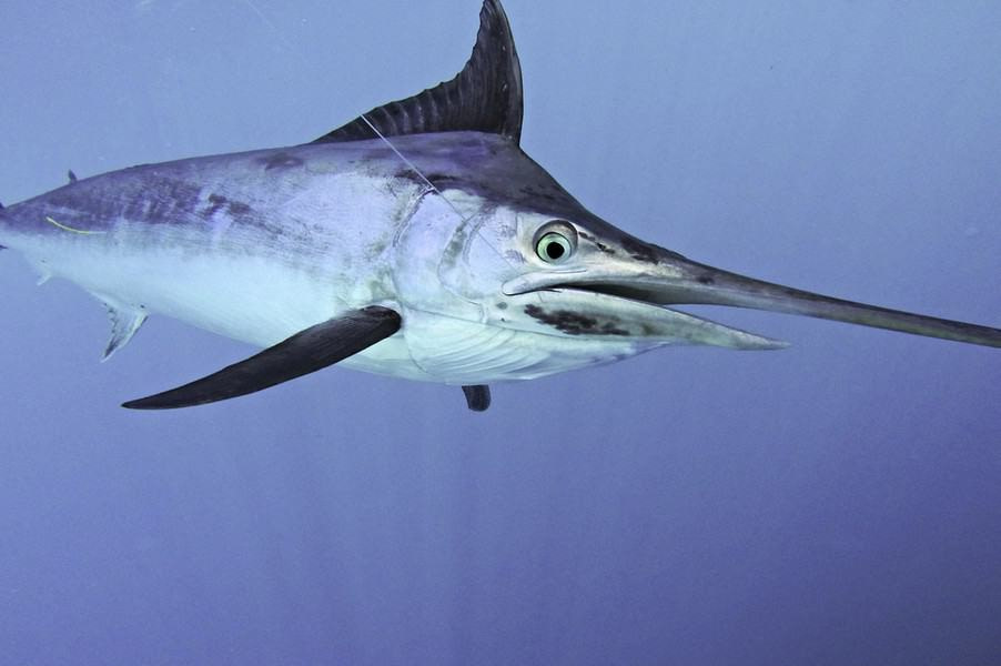 Which Is The Fastest Animal In The World In Water