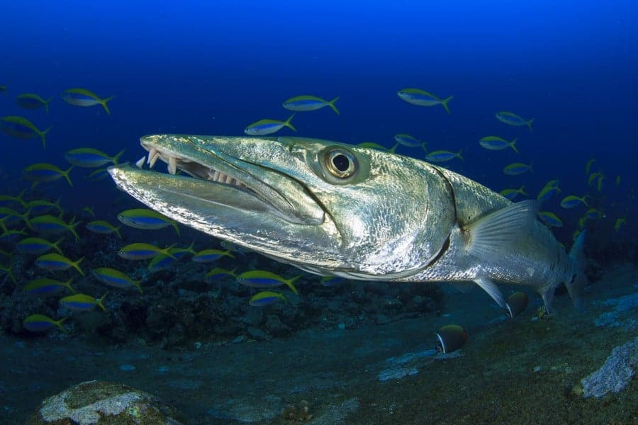 Which Is The Fastest Animal In The World In Water
