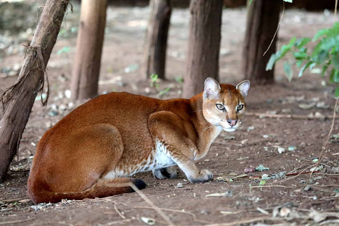 Types Of Wild Cats In Africa