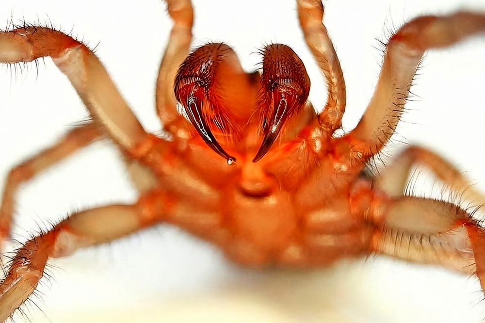 Most Dangerous Spider Bites