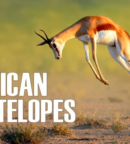 alpine tundra biome animals