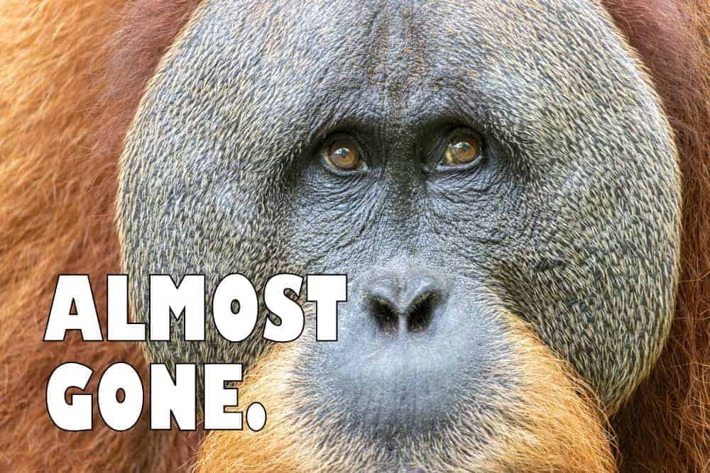 100 Rarest Animals Rarest Animal In The World And Other 62 Species