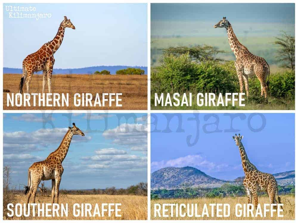 What Do Giraffes Look Like For Kids - Infoupdate.org