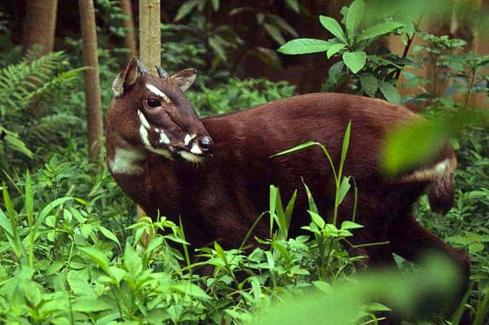Top 10 Most Rare Animals In The World