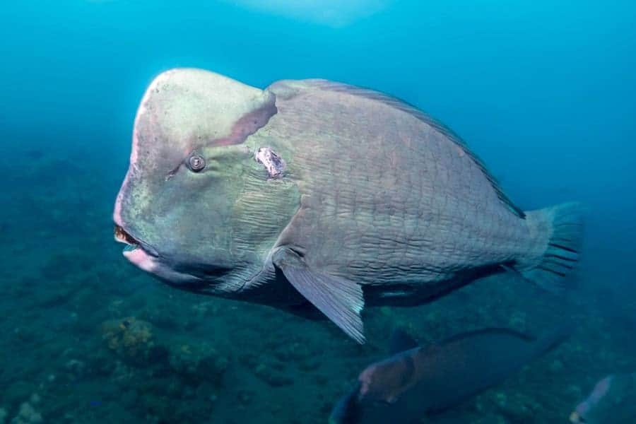 What Is The Ugliest Fish - Infoupdate.org