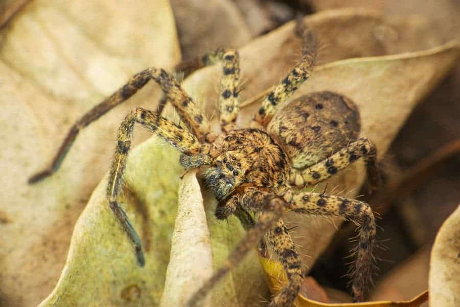 Biggest Spiders In The World List Harvard Entymologist Discovers