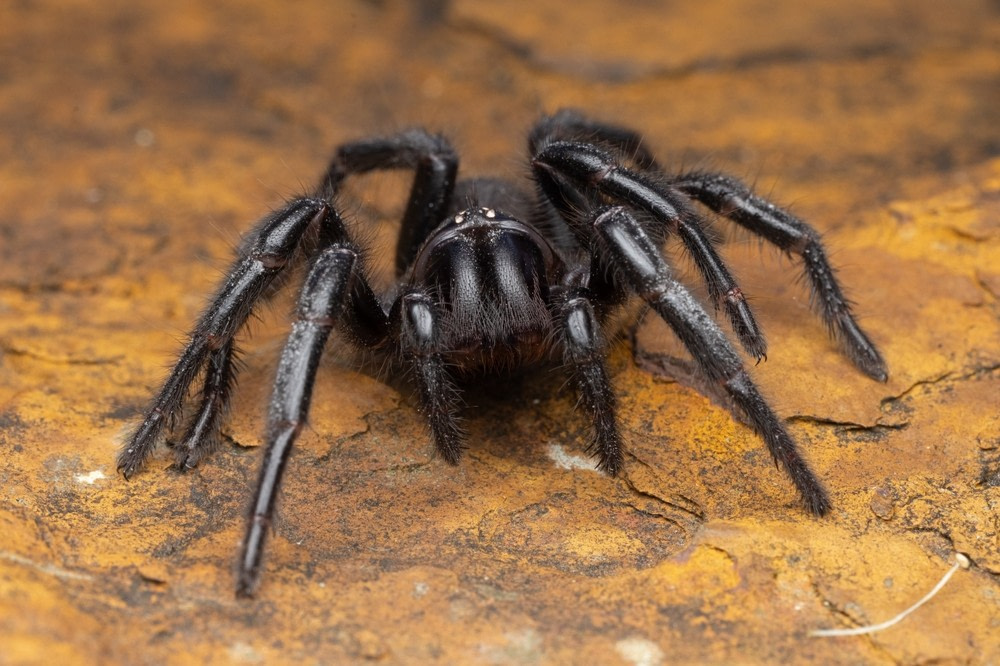 Scariest Spiders In The World