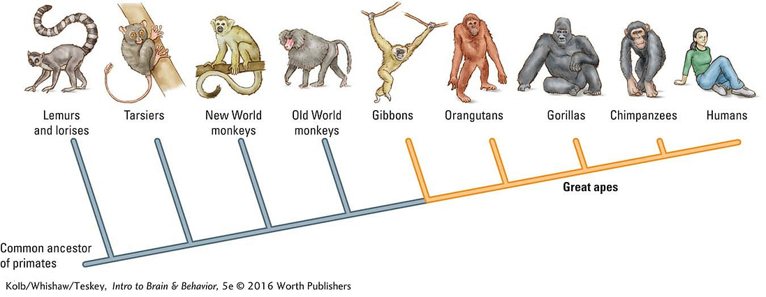 Primates Family Tree