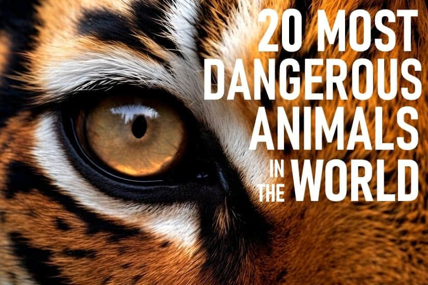 Most Dangerous Animals On Earth The 25 Most Dangerous Animals In The
