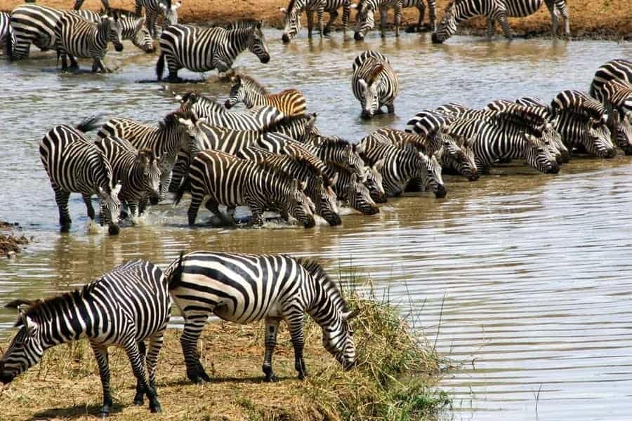 Tarangire National Park: Everything You Need to Know | Ultimate Kilimanjaro