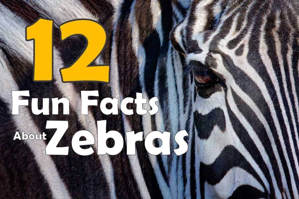 12 Fun Facts About Zebras | Ultimate Kilimanjaro