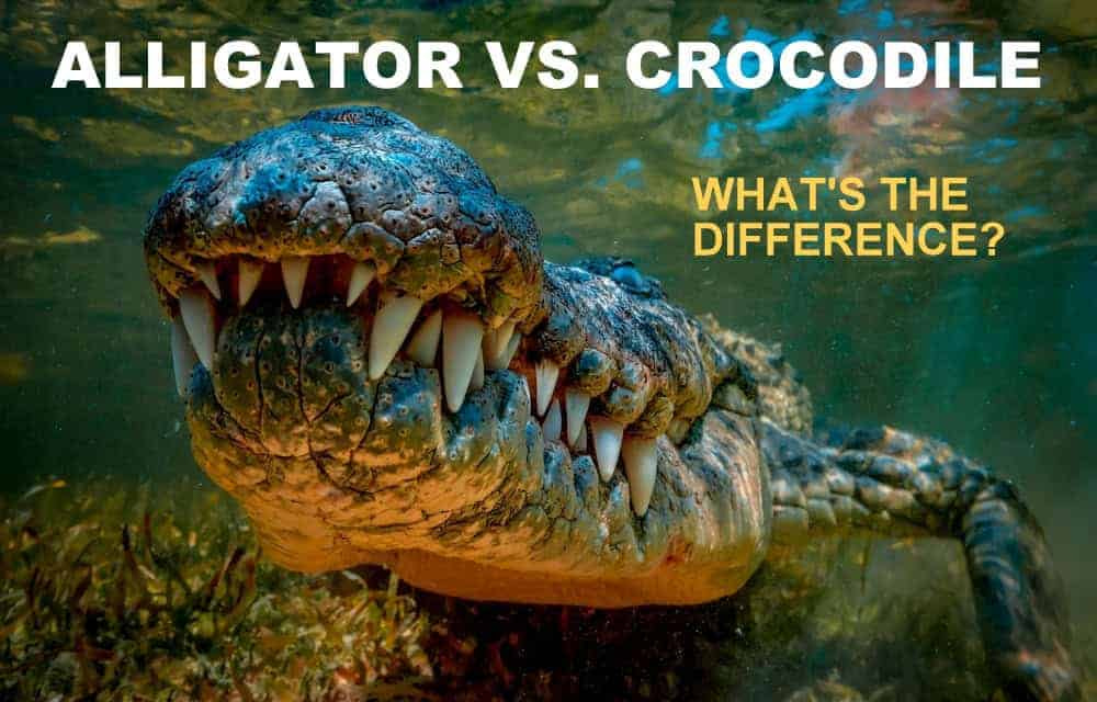 Alligator vs. Crocodile: What's the Difference? | Ultimate Kilimanjaro