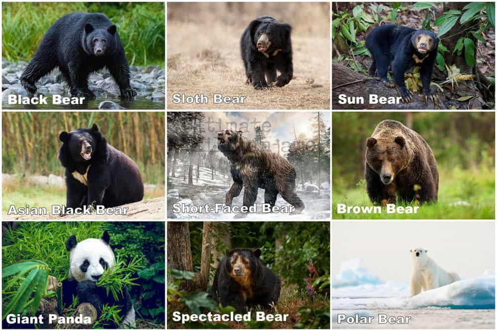 The Different Types of Bears in the World (With Photos) | Ultimate ...