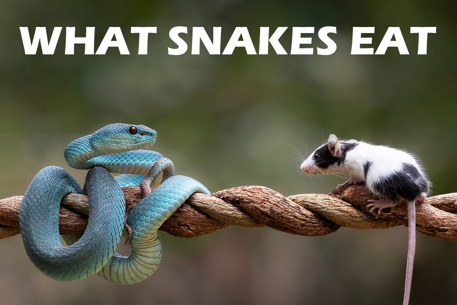 What Do Snakes Eat? (In the Wild & As Pets) | Ultimate Kilimanjaro